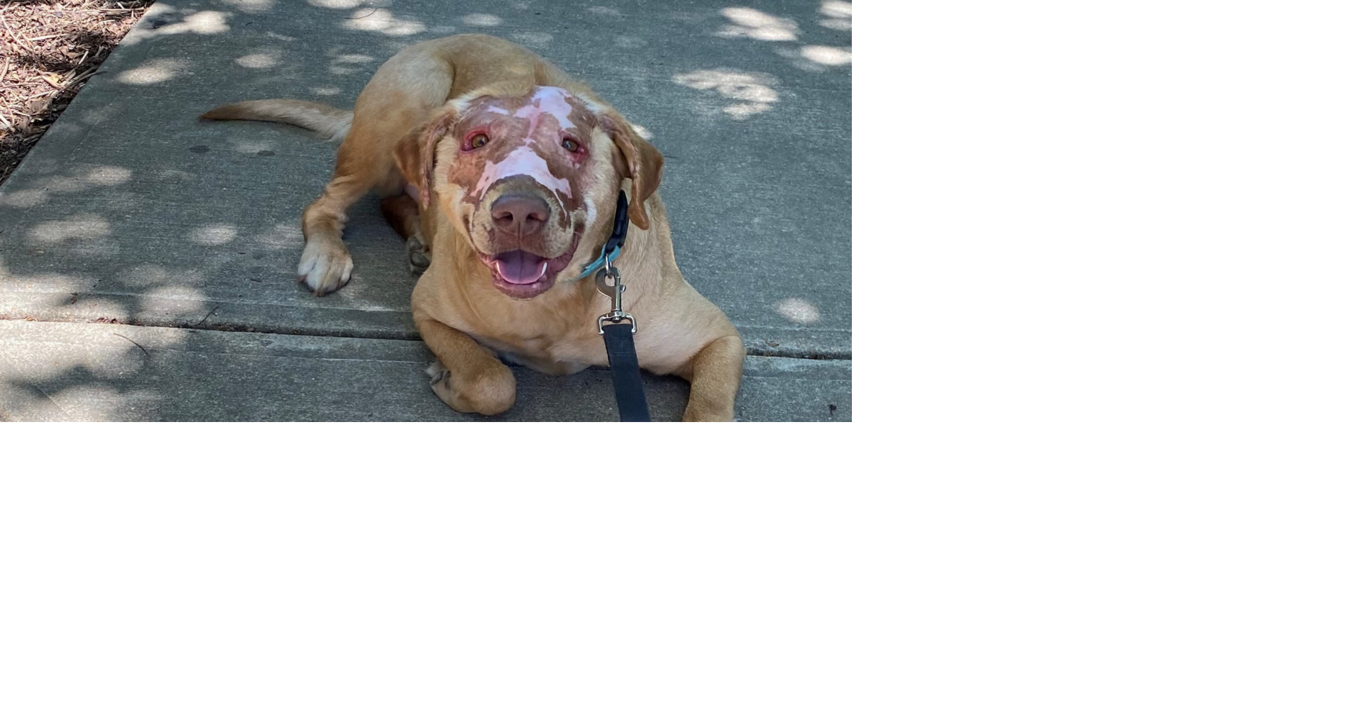 Mid-South dog burned by Mississippi child to be featured in children's ...