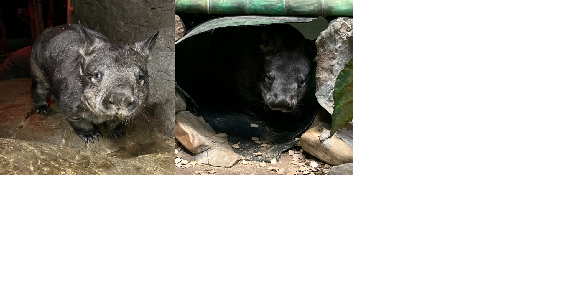 Beloved long-lived wombat dies at Memphis Zoo | News | fox13memphis.com