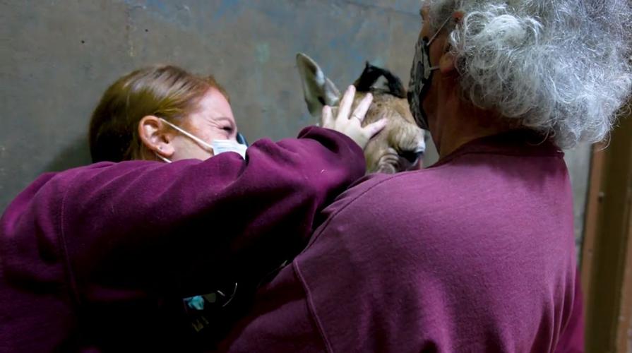 PHOTOS: Memphis Zoo welcomes it...s newest rookie - Ja Raffe ...