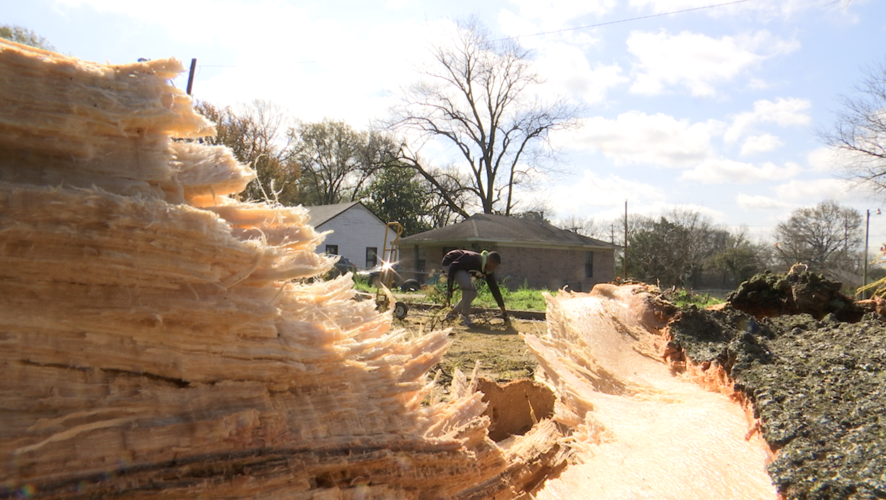 PHOTOS: ‘It’s a miracle’: Massive trees miss Memphis homes | News ...