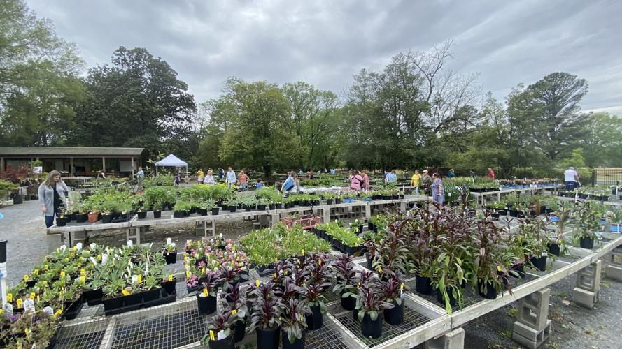 PHOTOS: Spring Plant Sale at the Memphis Botanic Garden | News ...