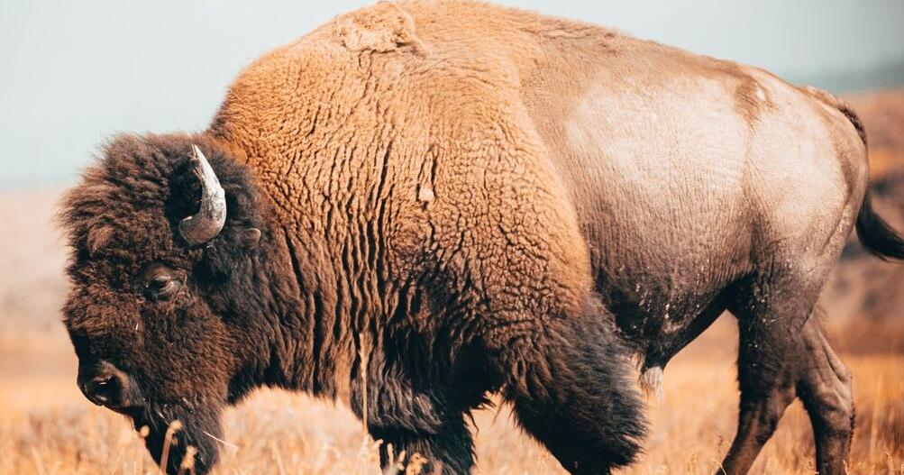 13 bison killed after truck hits herd near Yellowstone National Park ...