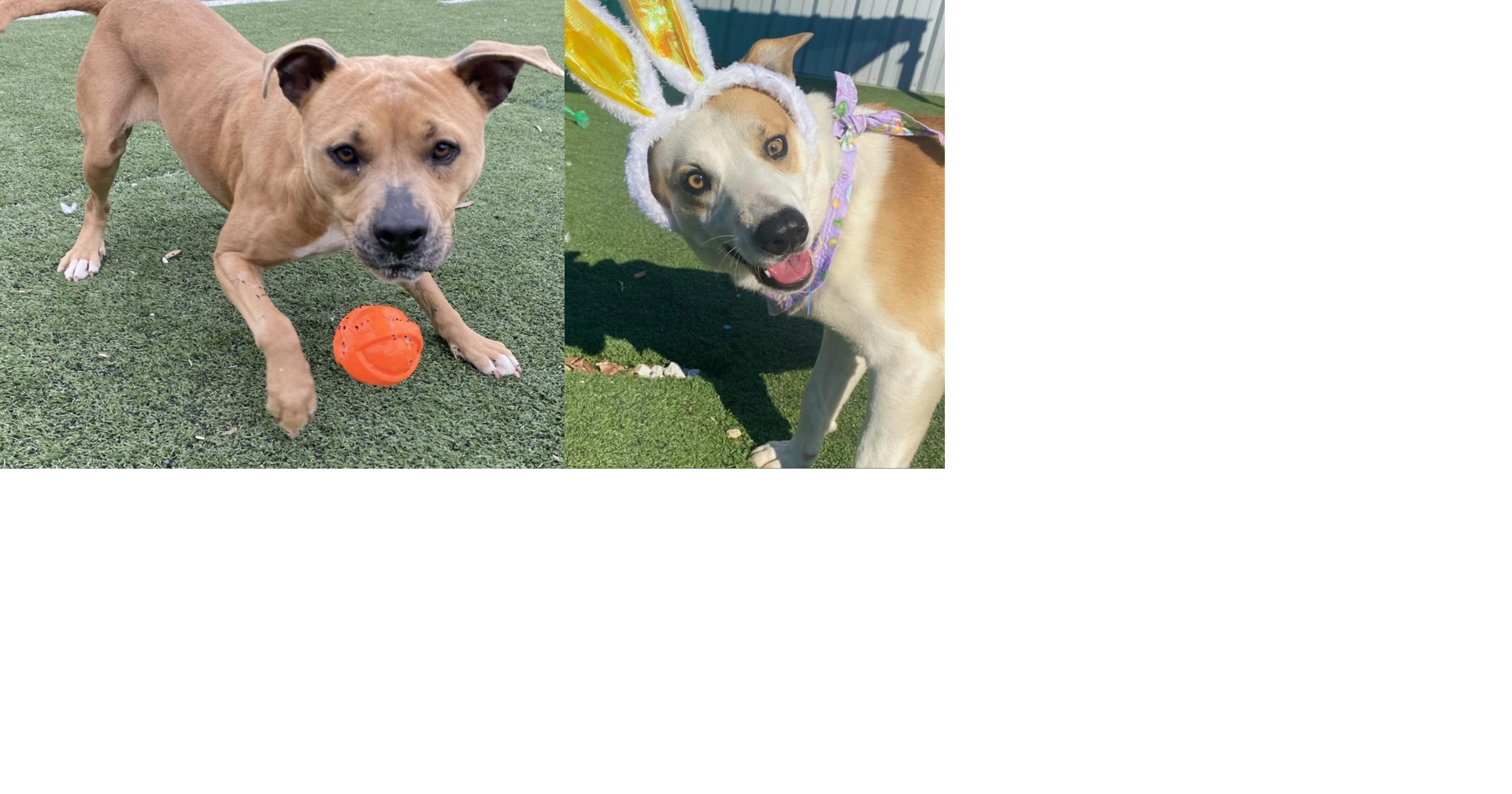 PHOTOS: Dogs in need of dire adoption, fostering at MAS ...