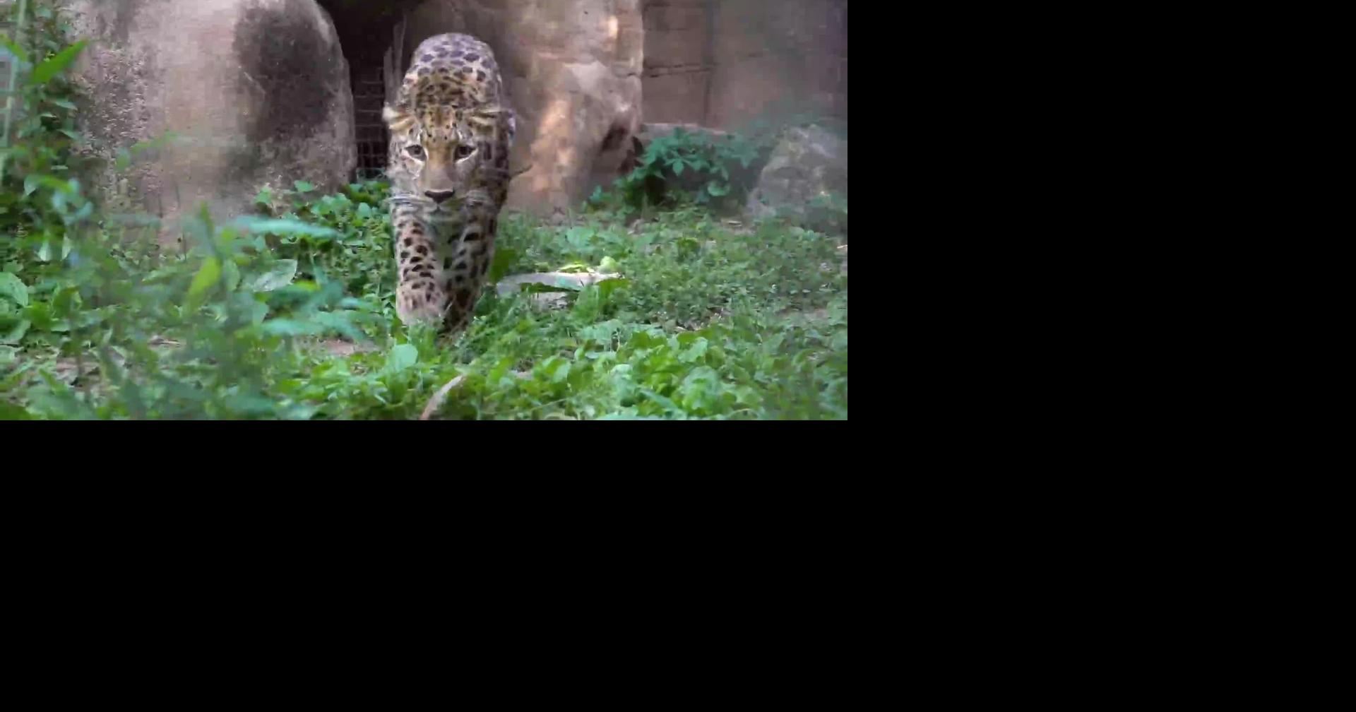 Memphis Zoo welcome endangered Amur leopard named Kira | News ...