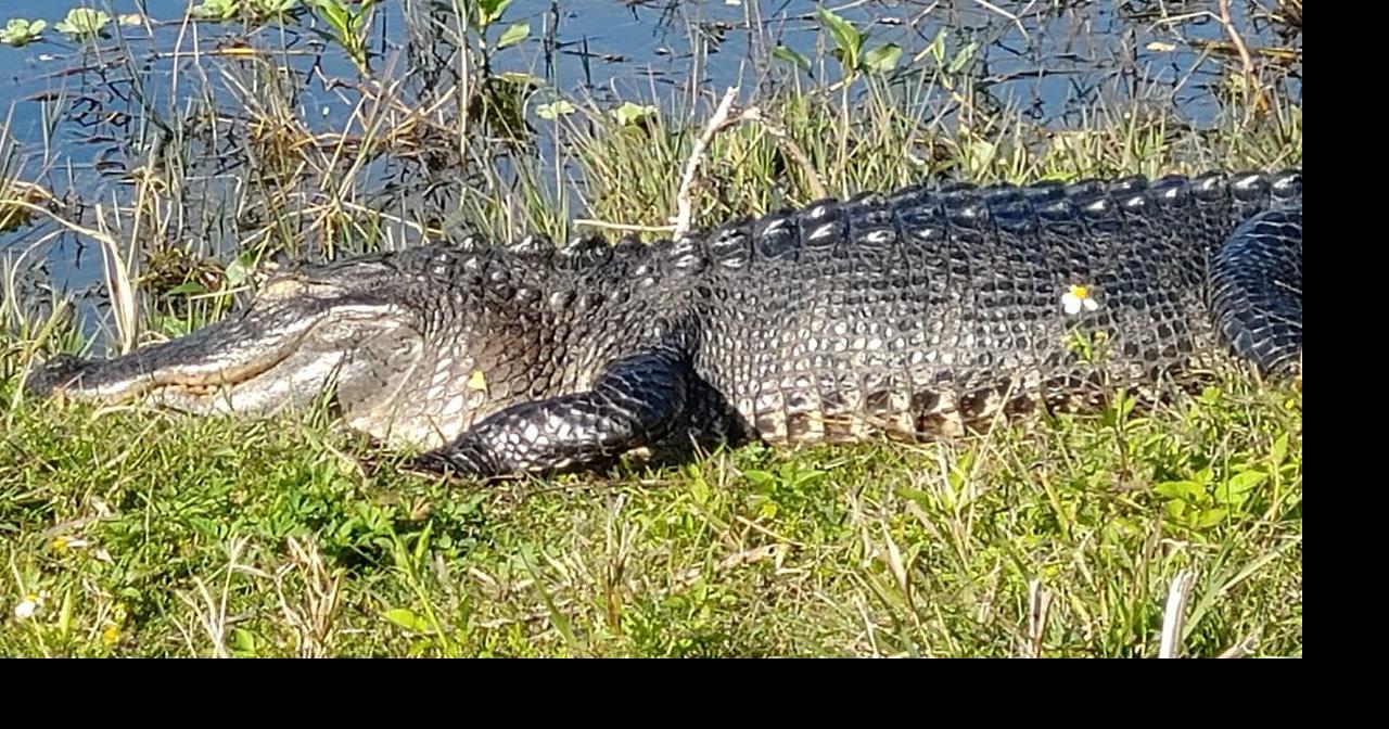 Gator love? Photographer captures alligators ‘hugging’ in Florida ...