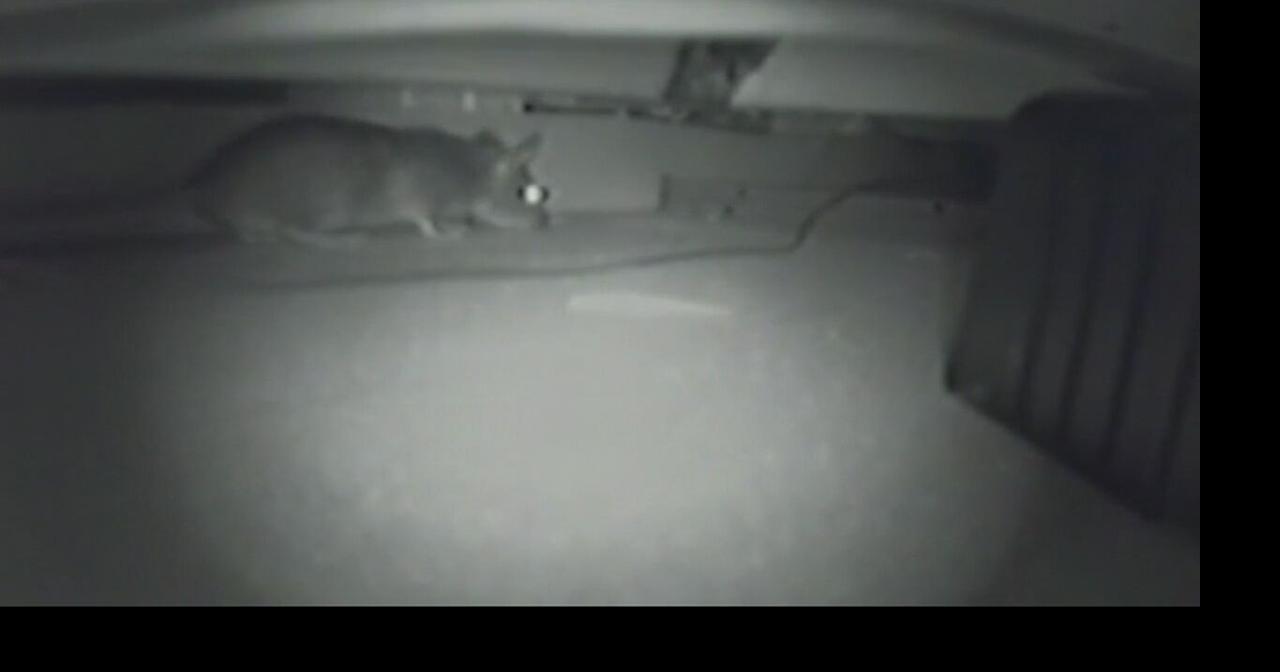 Memphis named second most roof rat infested city in the country | News ...