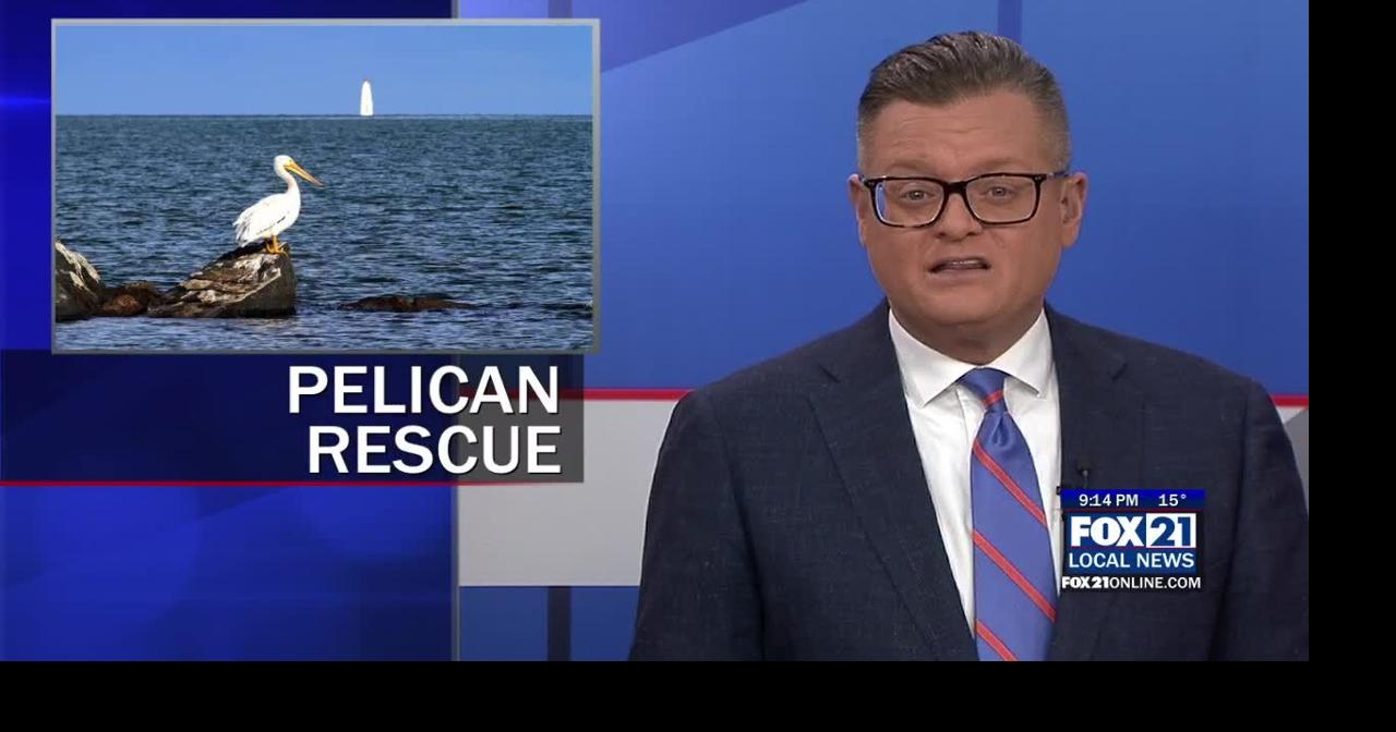 Resident pelican rescued in Ashland | News | fox21online.com