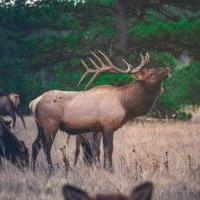 Wisconsin Launches First Elk Hunt | Homepage | fox21online.com