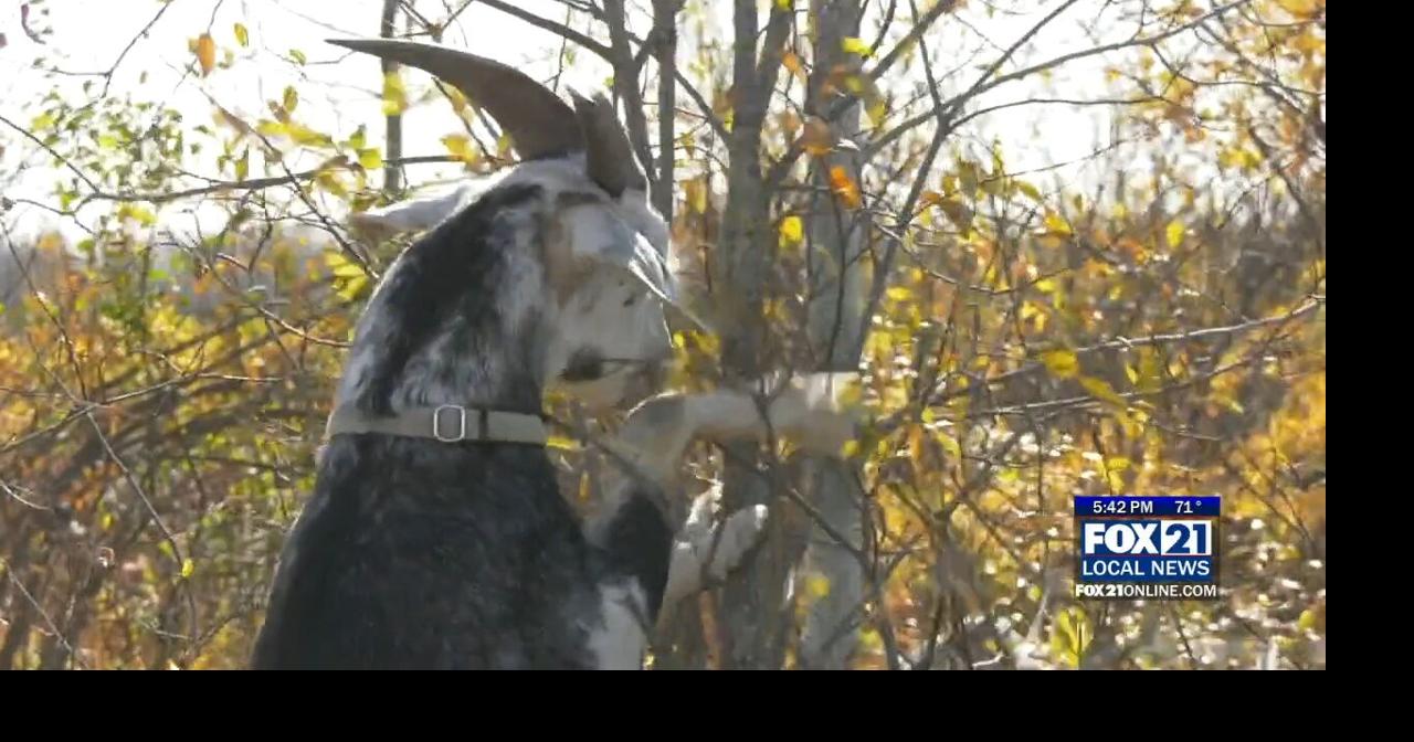 Superior Goats Launches Goats on the Go! | News | fox21online.com