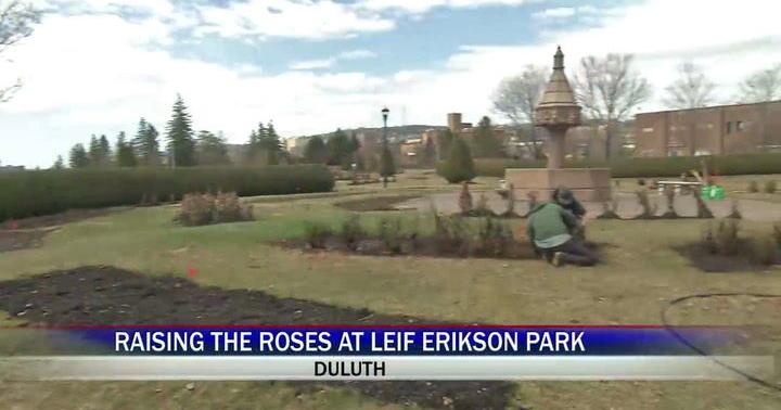 Raising the Roses in Leif Erikson Park | Homepage | fox21online.com