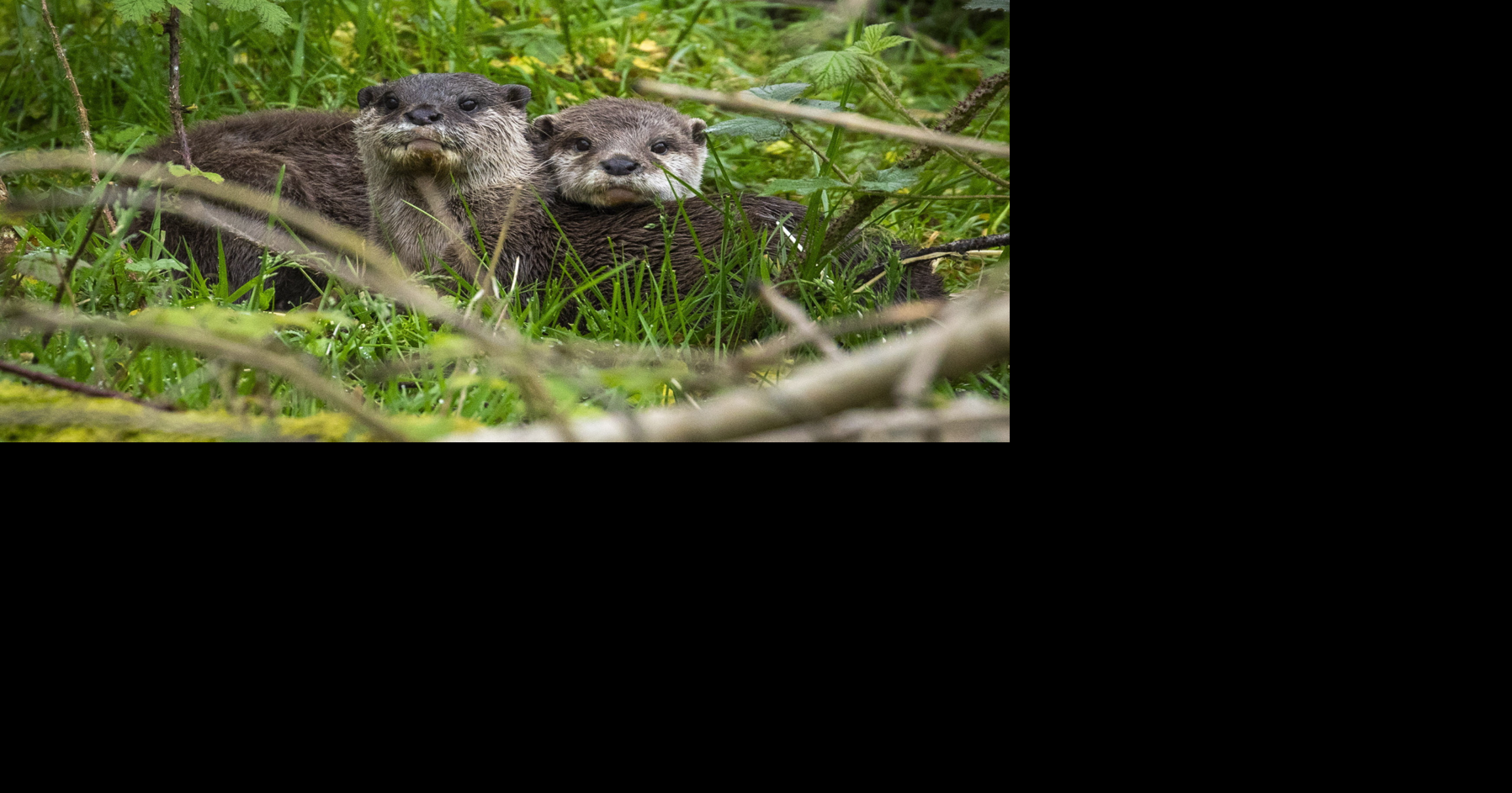 Two lonely otters unite to save species | US & World News | fox21online.com