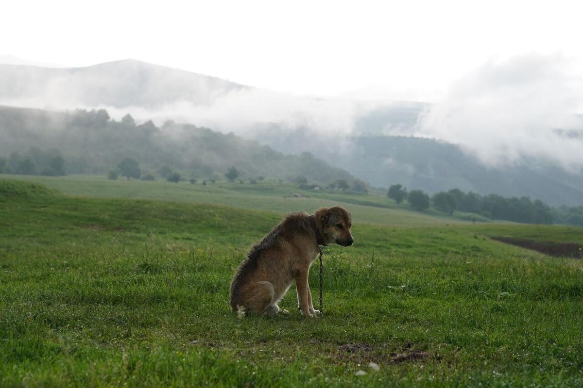 Shorter strides may be early warning sign of dementia in dogs | Health ...