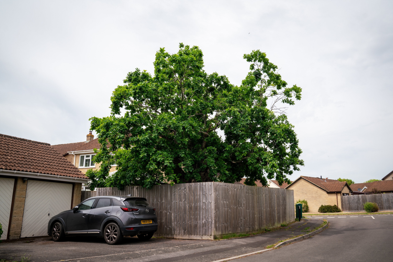 100-year-old oak tree saved despite damaging woman’s house | US & World ...