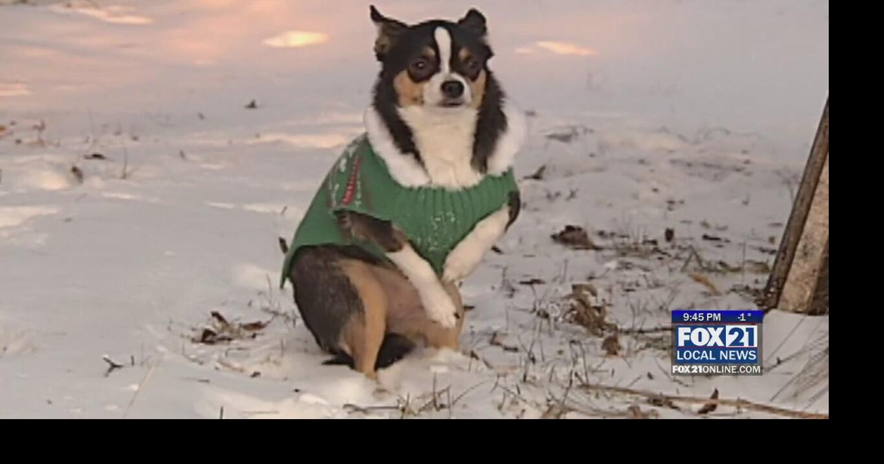 Keeping Pets Warm as Arctic Temps Return | News | fox21online.com