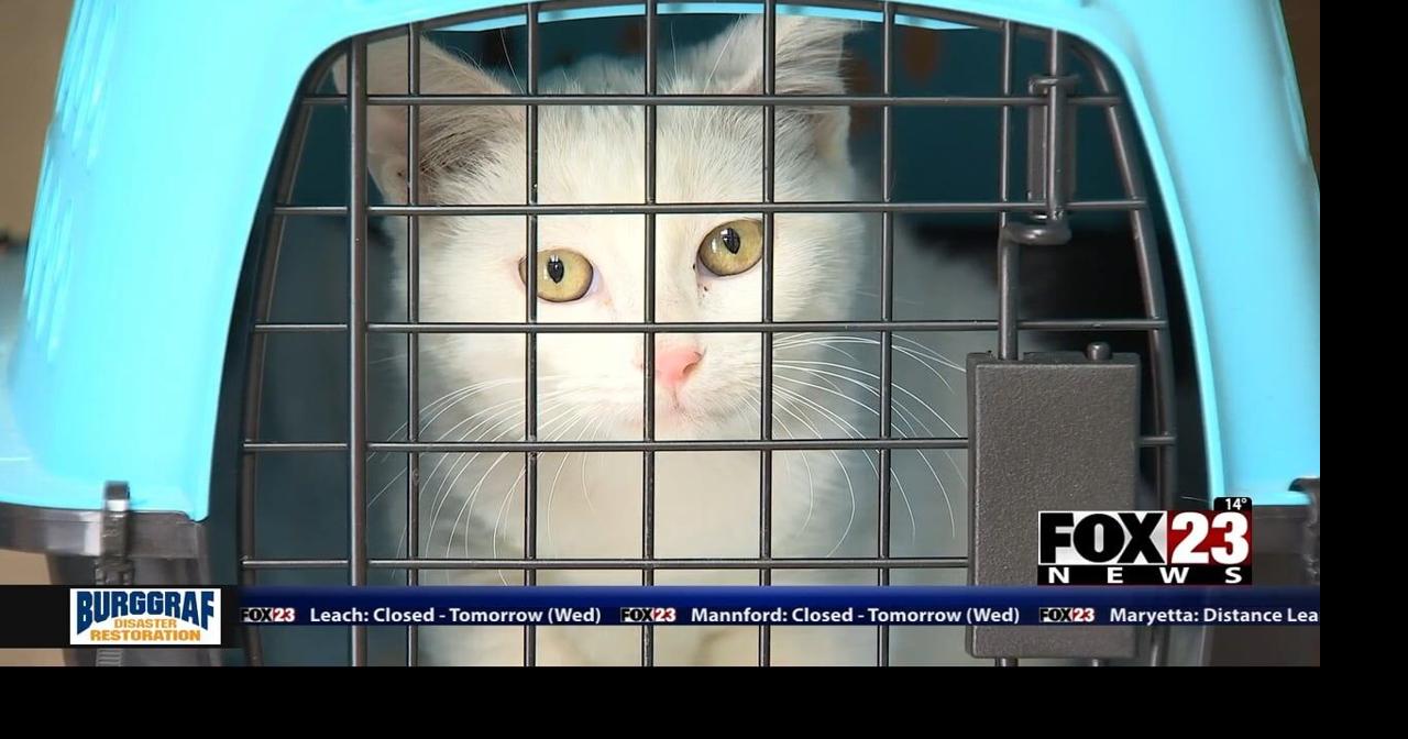 Local nonprofit processes 10,000 cats through program | News | fox23.com