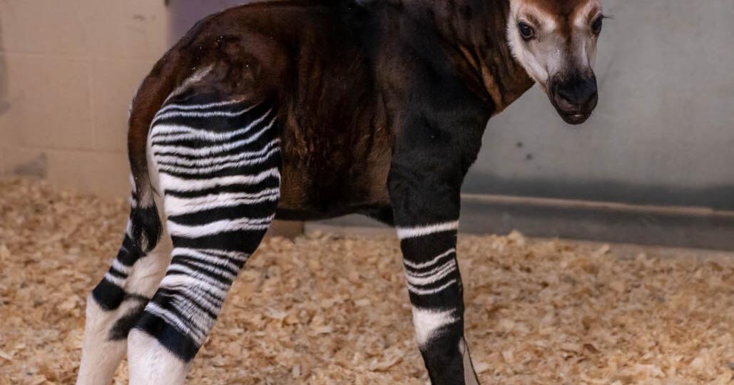 Photos: OKC Zoo announces birth of rare, endangered okapi calf ...