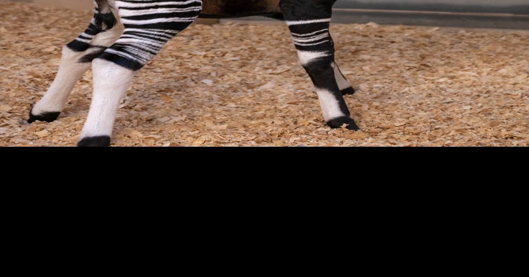 Photos: OKC Zoo announces birth of rare, endangered okapi calf ...