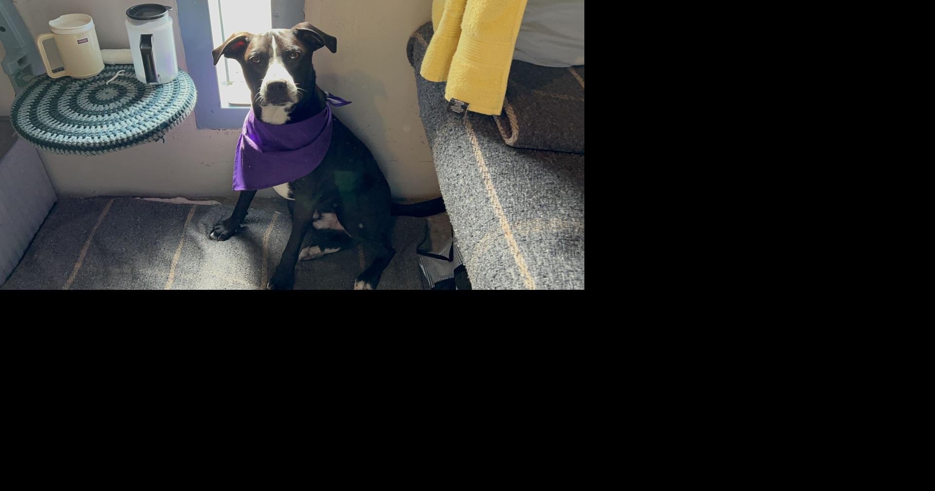 Major milestone for prison dog program | News | fox23.com