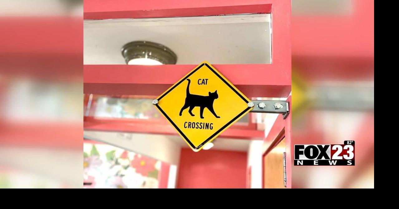 Tulsa's new cat cafe helps keep stray cats off the street | News ...