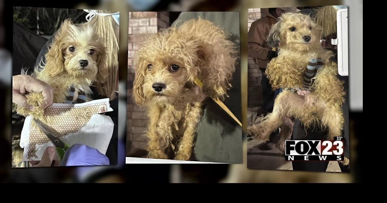 Washington County woman arrested on 60 counts of animal cruelty | News ...