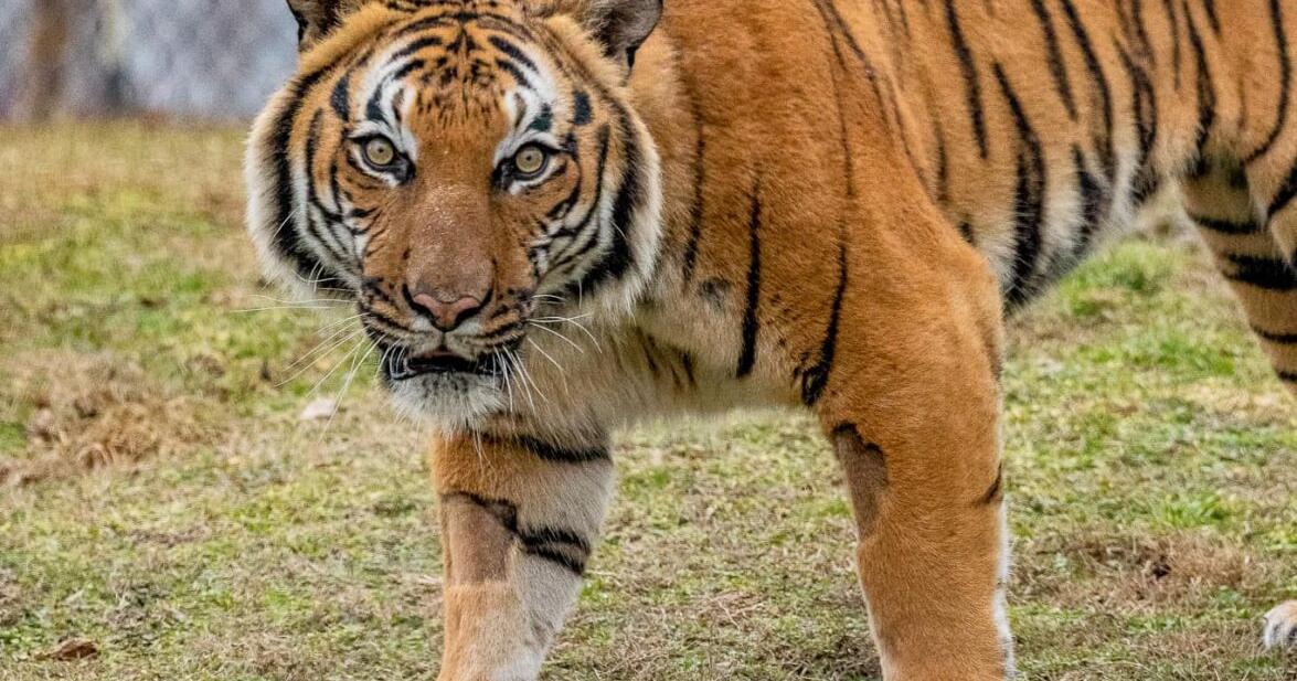 Tulsa Zoo welcomes new Malayan tiger | Local & State | fox23.com
