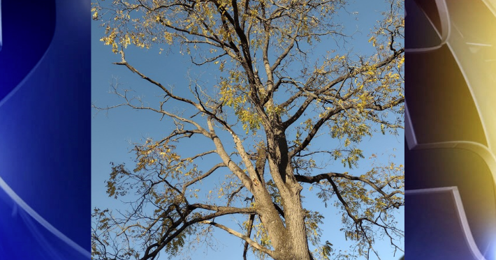 USDA Forest Service: Watch out for "zombie trees" in your yard this ...