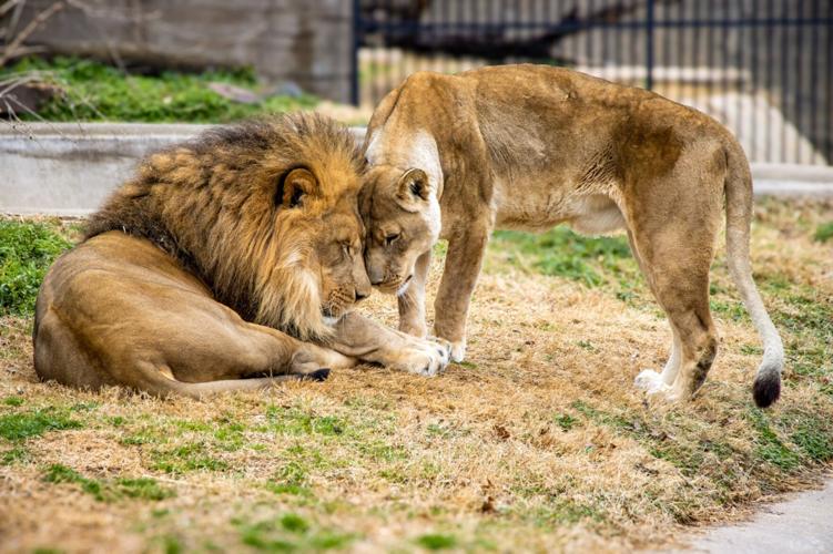 Tulsa Zoo welcomes 5 critically endangered Malayan tiger cubs | News ...