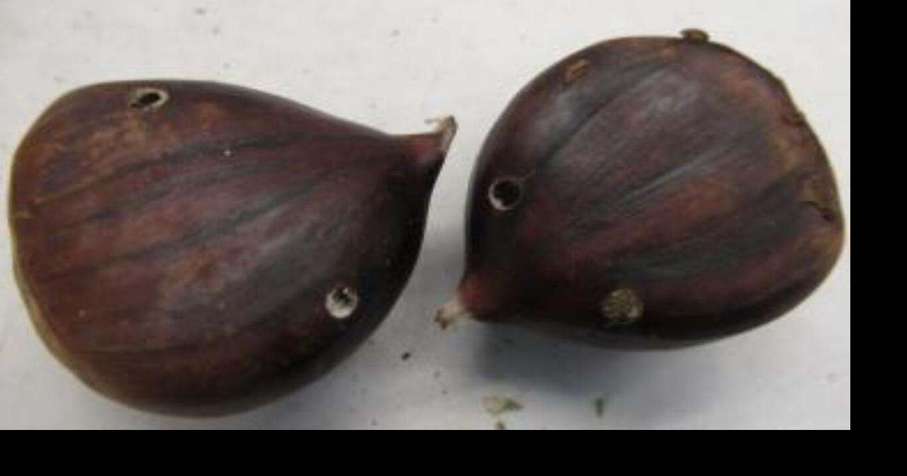 Customs officials in Memphis discover chestnuts infested with insects ...