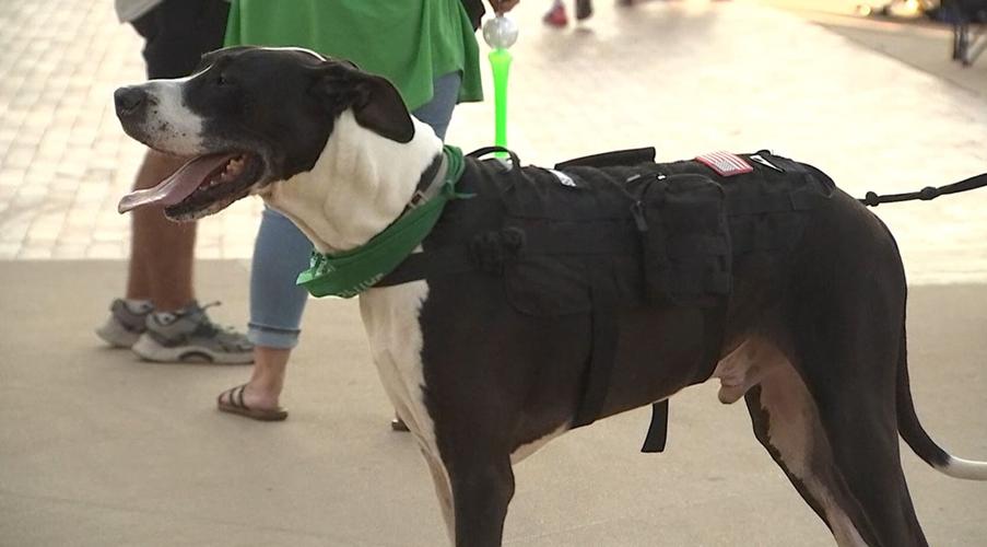 Photos: 'Bark in the Park' at Tulsa Drillers game August 9 | | fox23.com