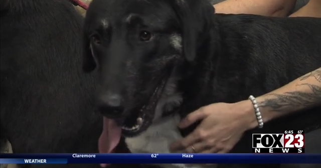 Adopt a Survivor: Meet Elijah and Eva | News | fox23.com