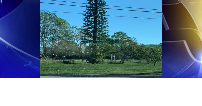 Tree or cell tower: New towers have some doing a double take | News ...