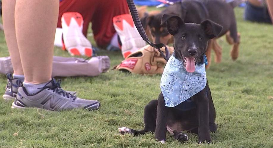 Photos: 'Bark in the Park' at Tulsa Drillers game August 9 | | fox23.com