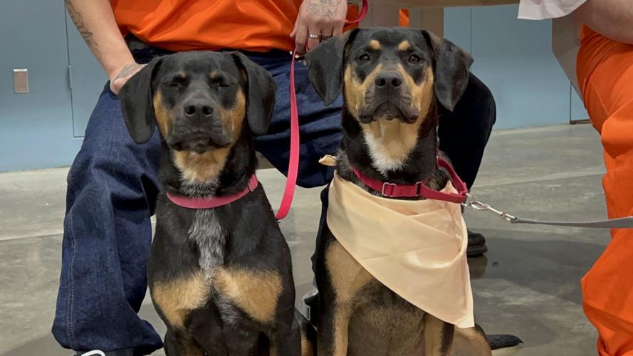 Major milestone for prison dog program | News | fox23.com