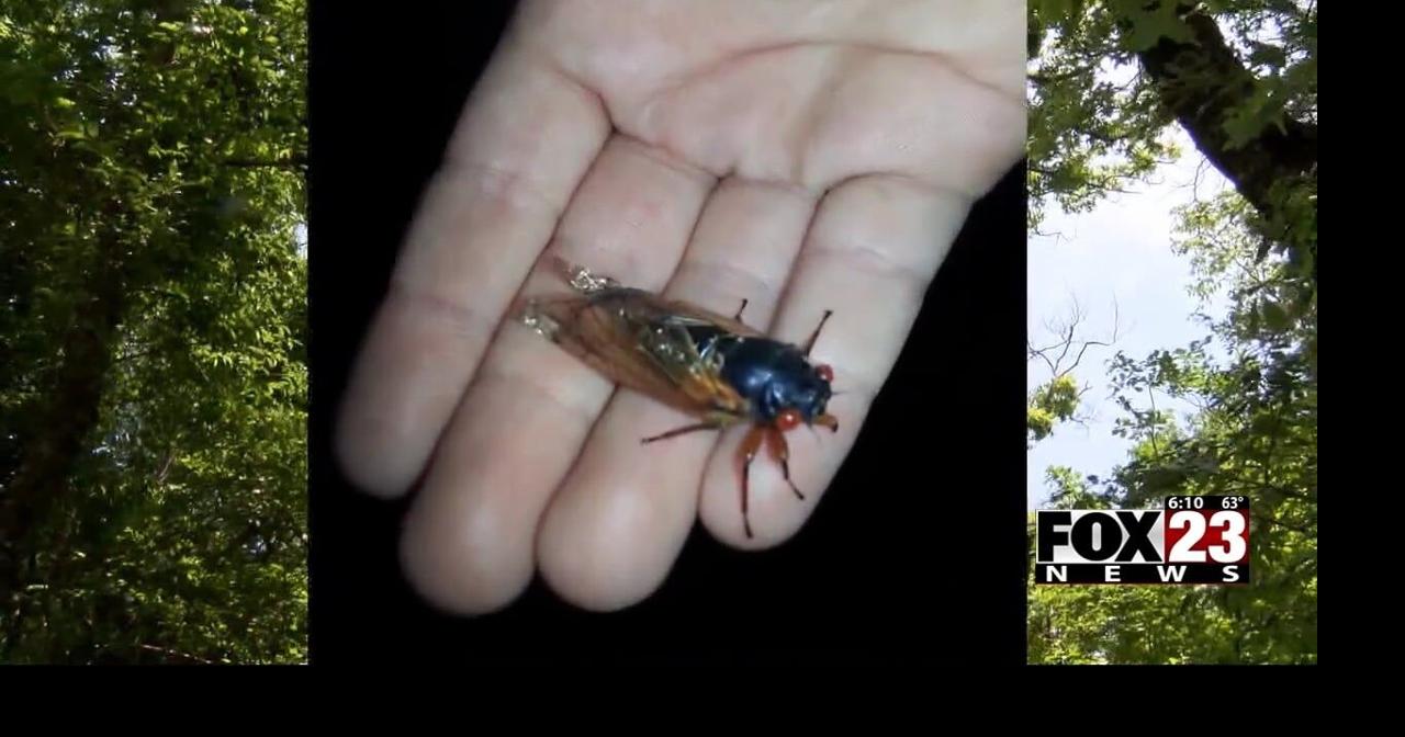 Tulsa horticulturist dispels rumors of a 'cicada-pocalypse' in Oklahoma ...
