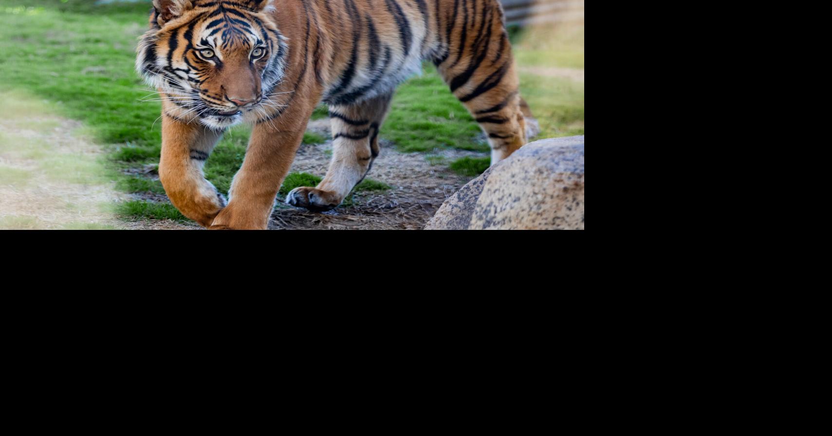 Tulsa Zoo announces departure of beloved Malayan tiger | Local & State ...