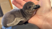 Tulsa Zoo announces hatching of 2 African penguin chicks | | fox23.com