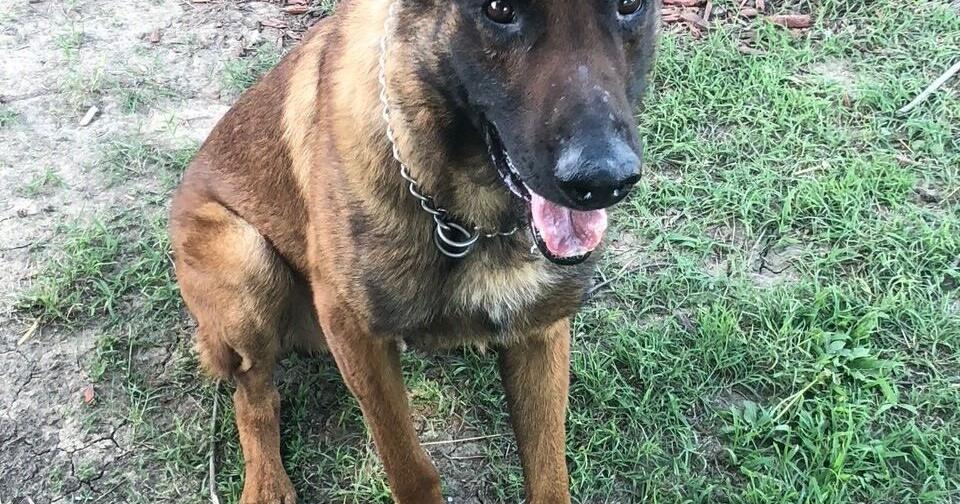 Muskogee police say a final farewell to a beloved K-9 | News | fox23.com