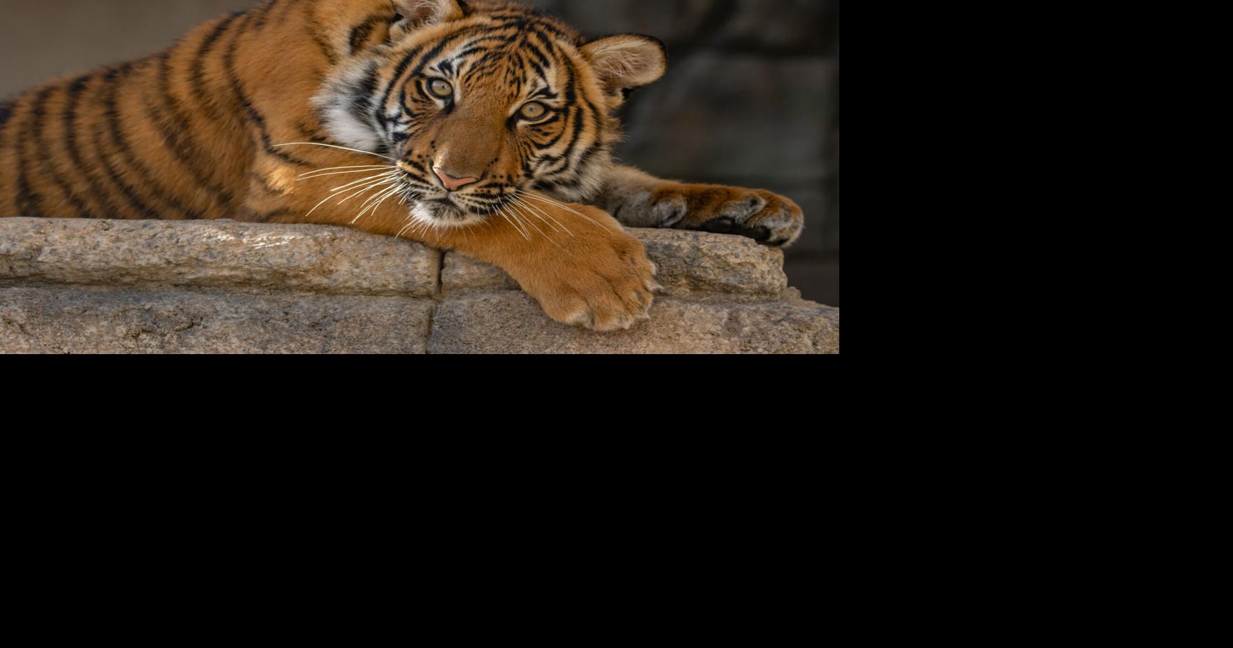 Tulsa Zoo shares new picture of Dara the tiger cub | Local & State ...