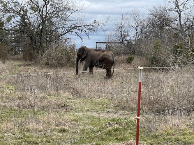 Photos: Endangered Ark Foundation's Elephant Sanctuary | | fox23.com
