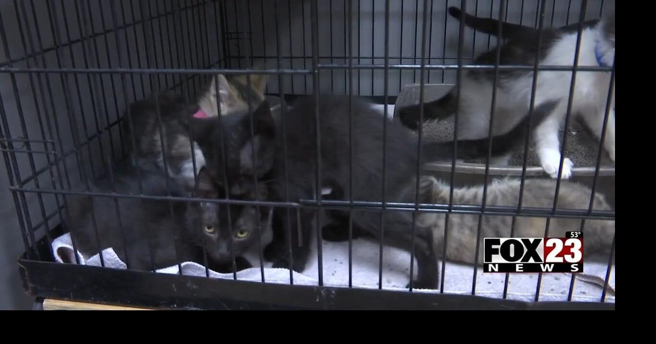 T-Town TNR using granted funds to provide free spay, neuter services ...