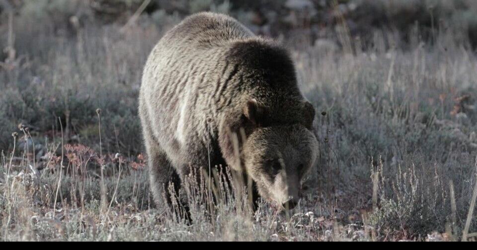 Watch: Mama moose chases grizzly bear after calf attacked | Trending ...