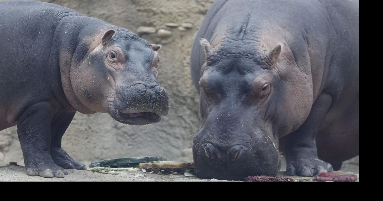 Cincinnati Zoo honors Fiona the hippo with nutcracker statue | Trending ...