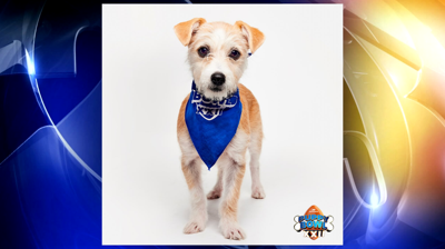 microsoft dog policy