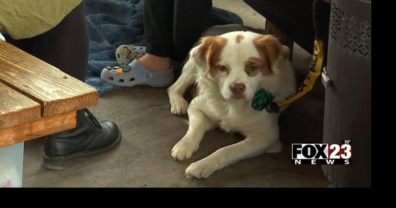 Tulsa Animal Services holds monthly dog adoption event at Mercury ...