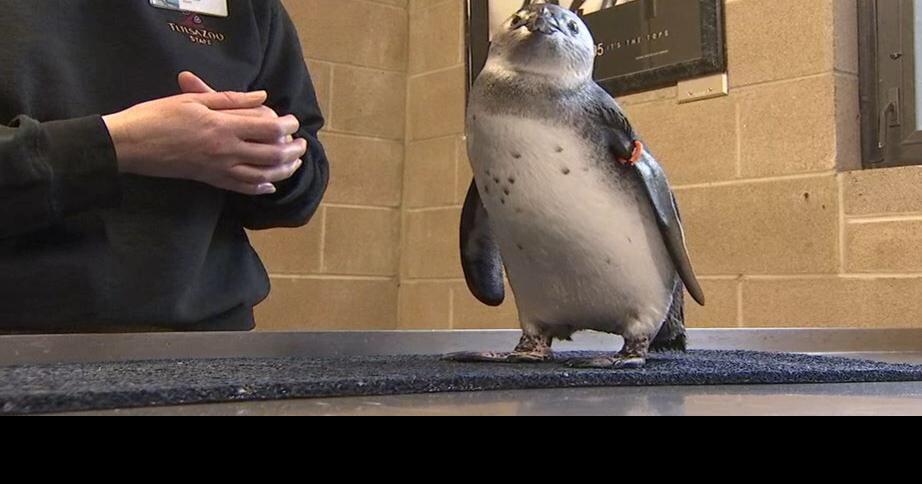 Tulsa Zoo celebrates World Penguin Day | Local & State | fox23.com