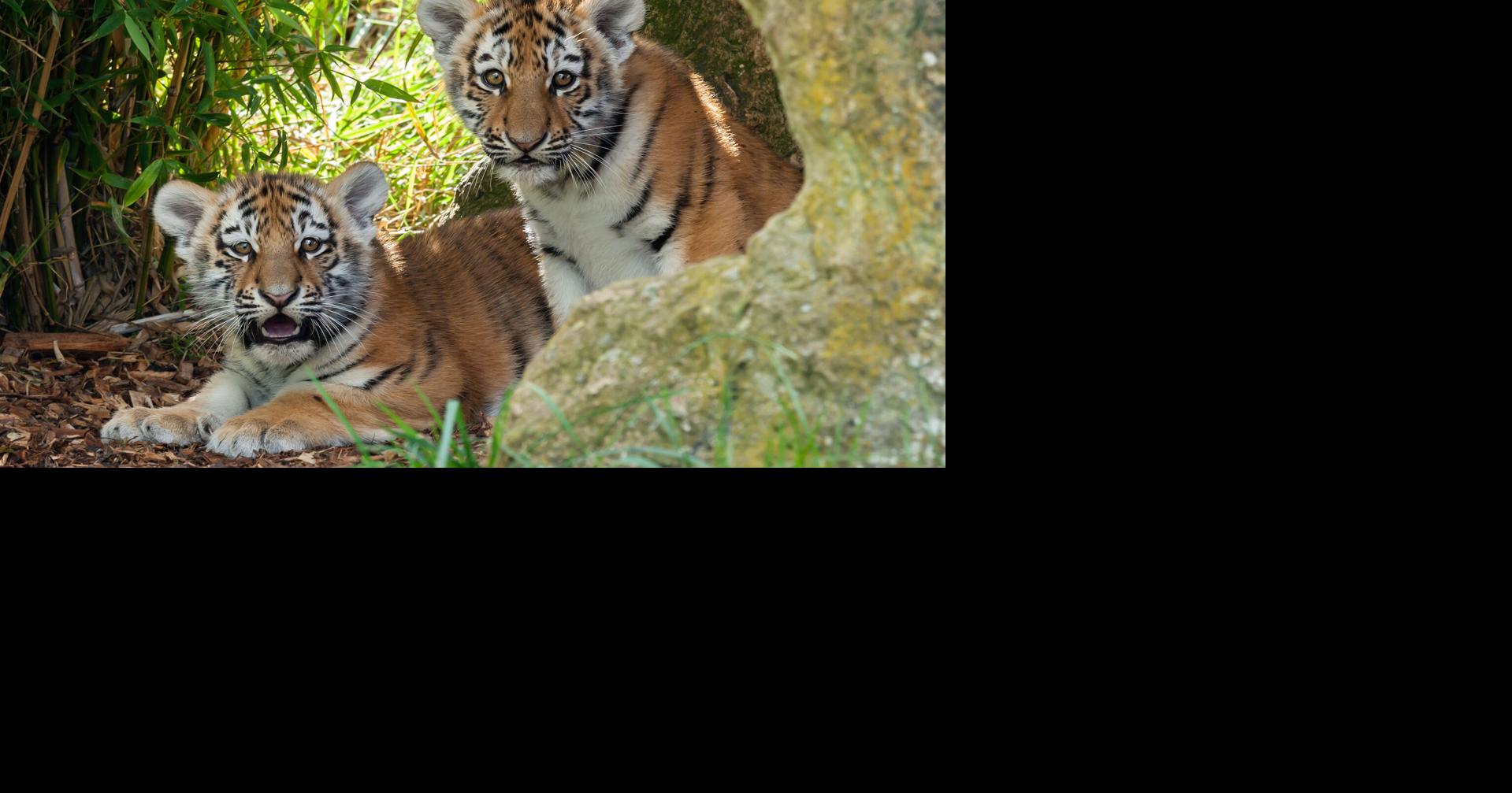 Tiger triplets make public debut at Indiana zoo | Trending | fox23.com