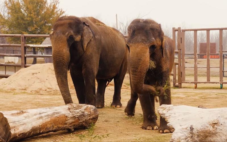 Photos: Tulsa Zoo's elephant herd celebrates milestone birthday ...