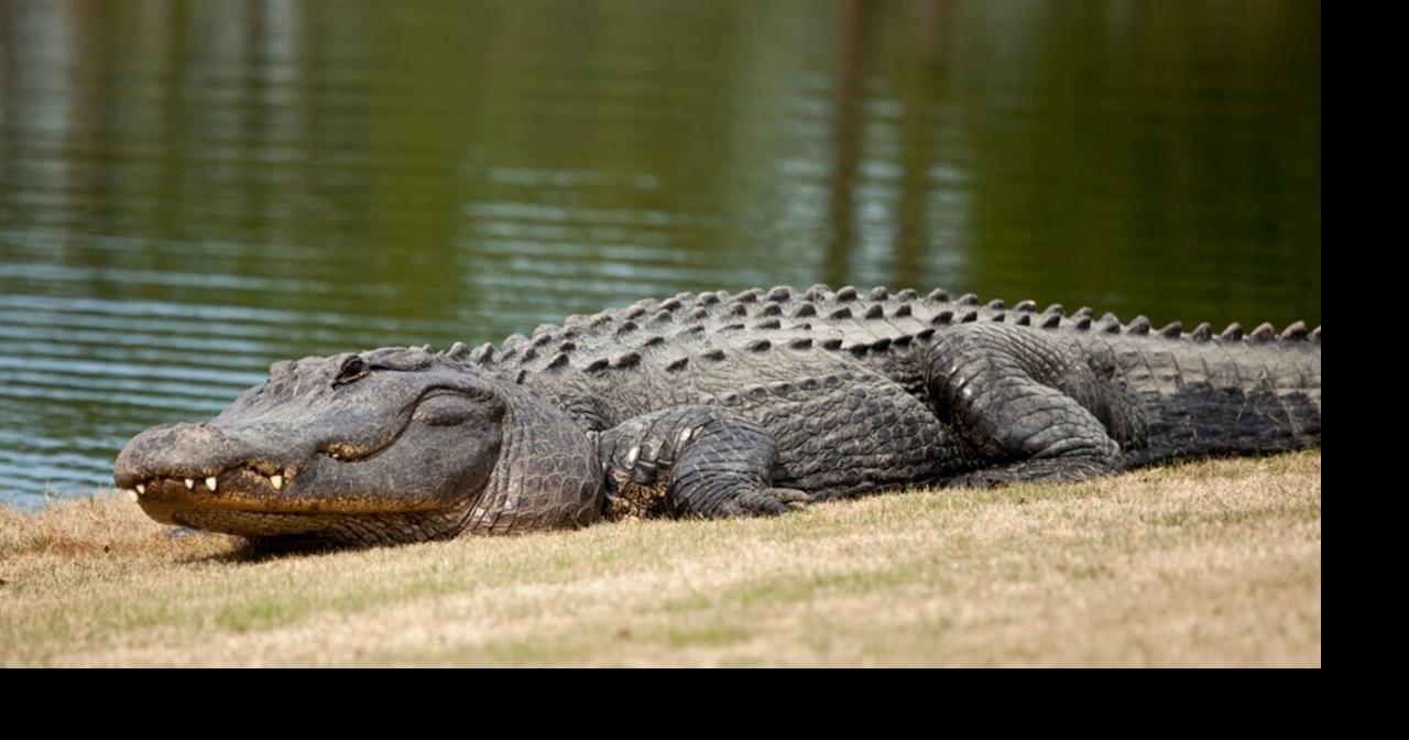 Golfers find giant alligators locked in battle on South Carolina golf ...