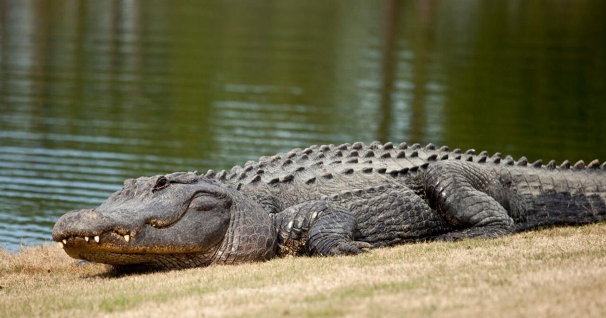 Golfers find giant alligators locked in battle on South Carolina golf ... Golfers find giant alligators locked in battle on South Carolina golf ...