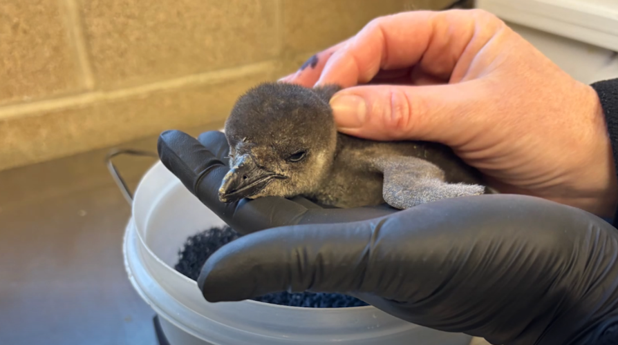 Tulsa Zoo announces hatching of 2 African penguin chicks | | fox23.com